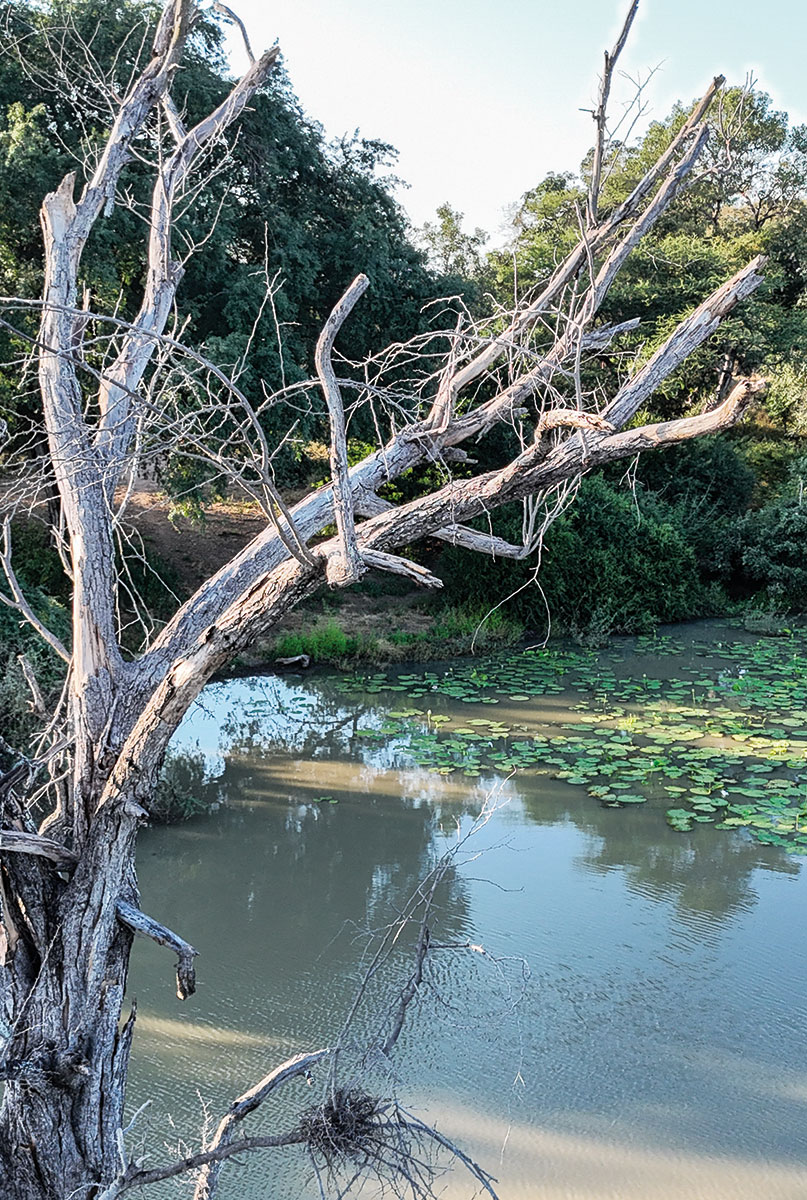 Carbon stock monitoring & expansion through land acquisition – Sango Nature Project